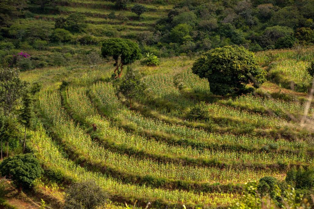 Mastercard expande sus esfuerzos de reforestación de Priceless Planet ...