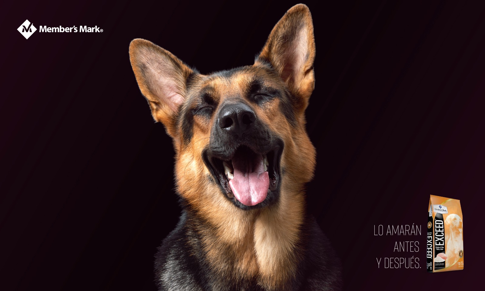 ¿Sabías que un perro puede tener gastritis o colitis? Dale así una ...